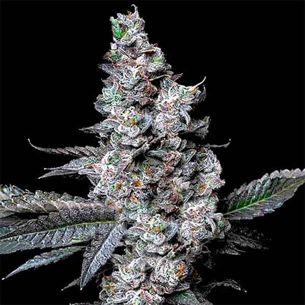 MAC Burger Seeds | Feminized Photoperiod Seeds