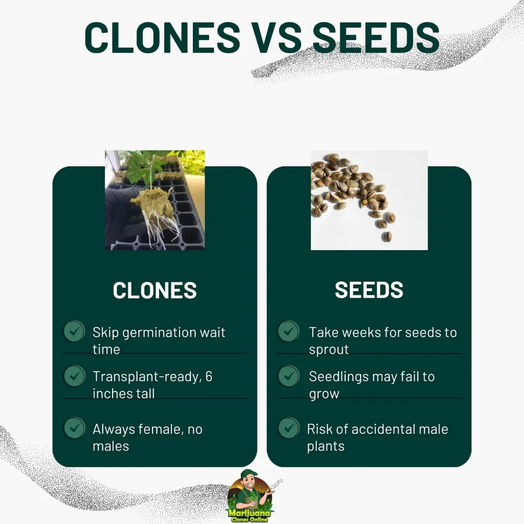 LCG Strain | Grower’s Guide to Yield and Potency