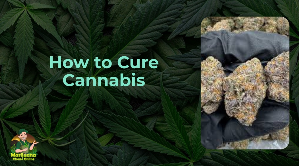 How to Cure Cannabis | Step by Step Guide for Growers