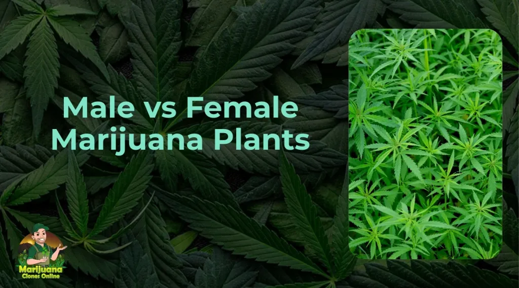 Male vs Female Marijuana Plants | How They Impact Yields